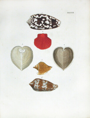1757 George Wolfgang Knorr Sea Seashell Print Shell - 18 Clams and ...