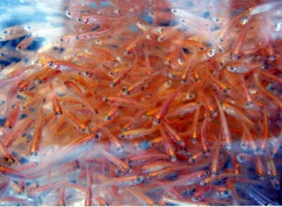 30+ Live Feeder Fish PINK Tuffies Rosie Reds Fathead Minnow GUARANTEE ...