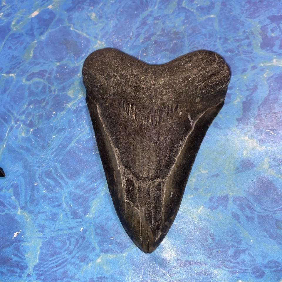 MEGALODON SHARK TOOTH 5.49” HUGE TEETH MEG SCUBA DIVER DIRECT FOSSIL NC ...