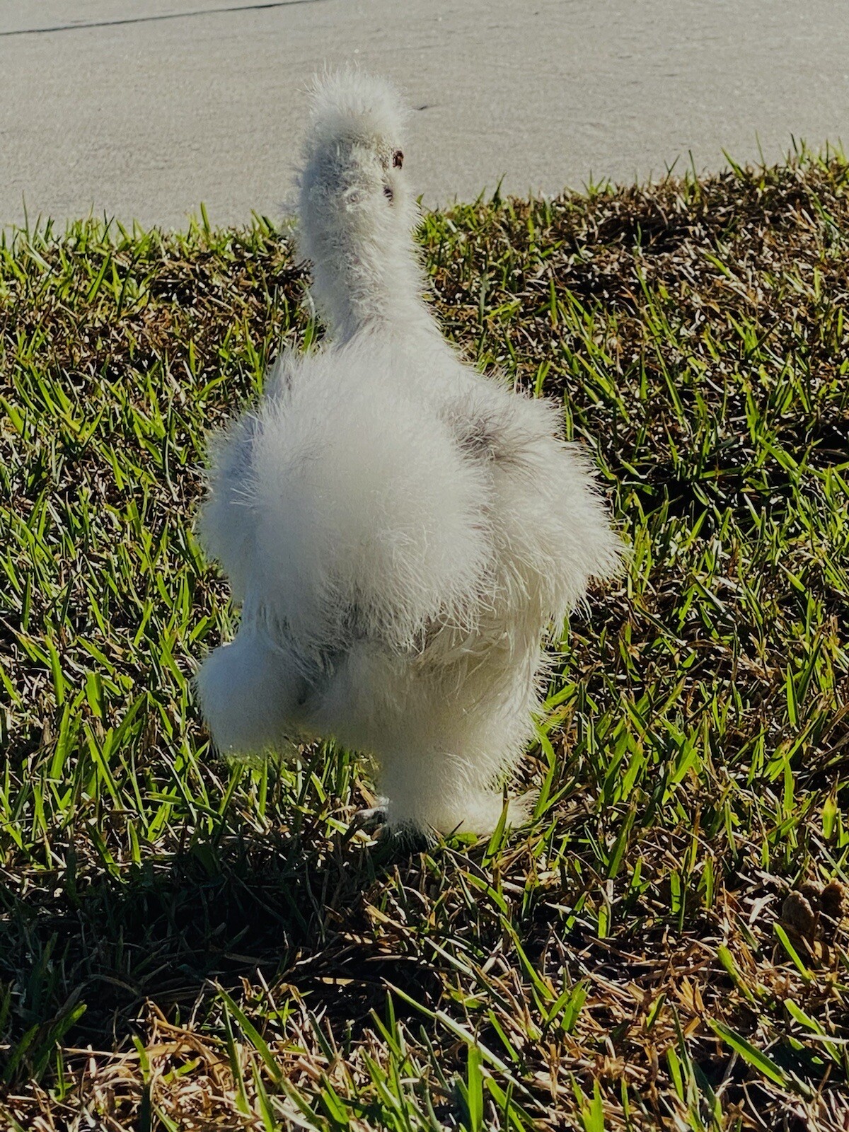 4 Show Quality Silkie Chicken Hatching Eggs,all Colors,Bearded ...
