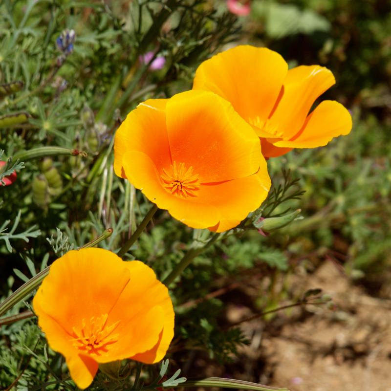 501+CALIFORNIA POPPY MIX Native Wildflower Seeds Flower Garden Patio ...