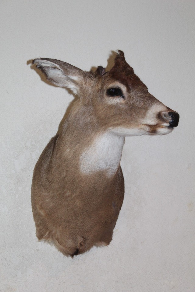 Whitetail Deer Head Shoulder Mount Taxidermy Cape Shed Antler Hunt Mule ...
