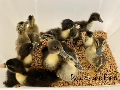 6 Fresh And Fertilized Domestic Barnyard Mix Duck Hatching Eggs | eBay
