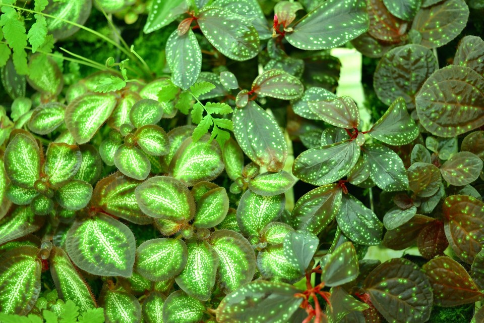 Sonerila species White Galaxy, Rare Terrarium plant, Melastome, Rare ...