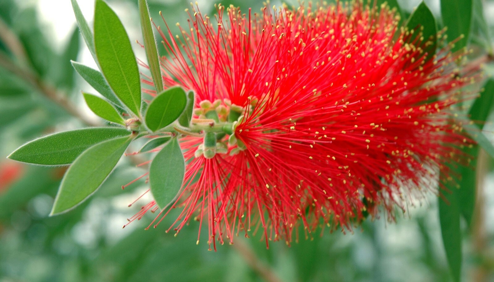 Callistemon rigidus | Red Cluster Bottlebrush Tree | Clemson Hardy | 50 ...