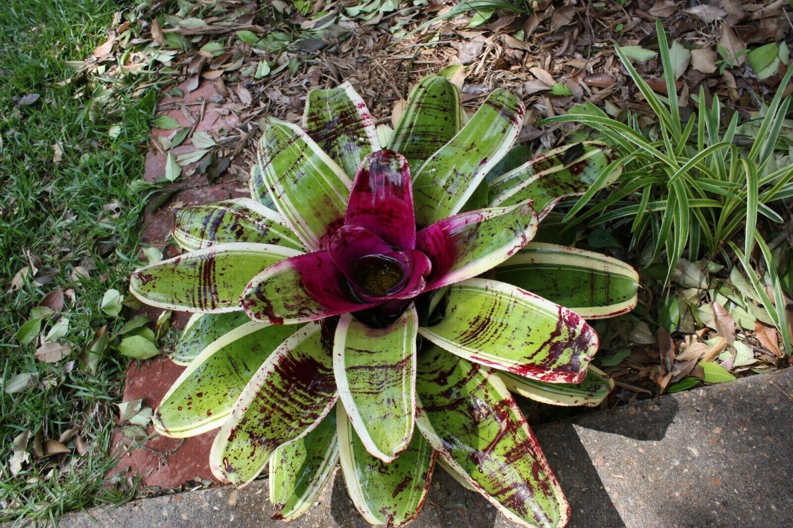 Neoregelia Variegated Inkwell Bromeliad tropical plant | eBay
