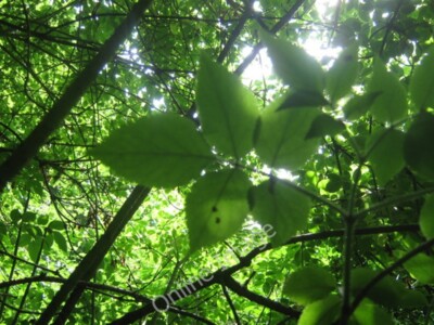 Photo 6x4 Not Dodds Willows Throwley Forstal These trees are in a wood ...
