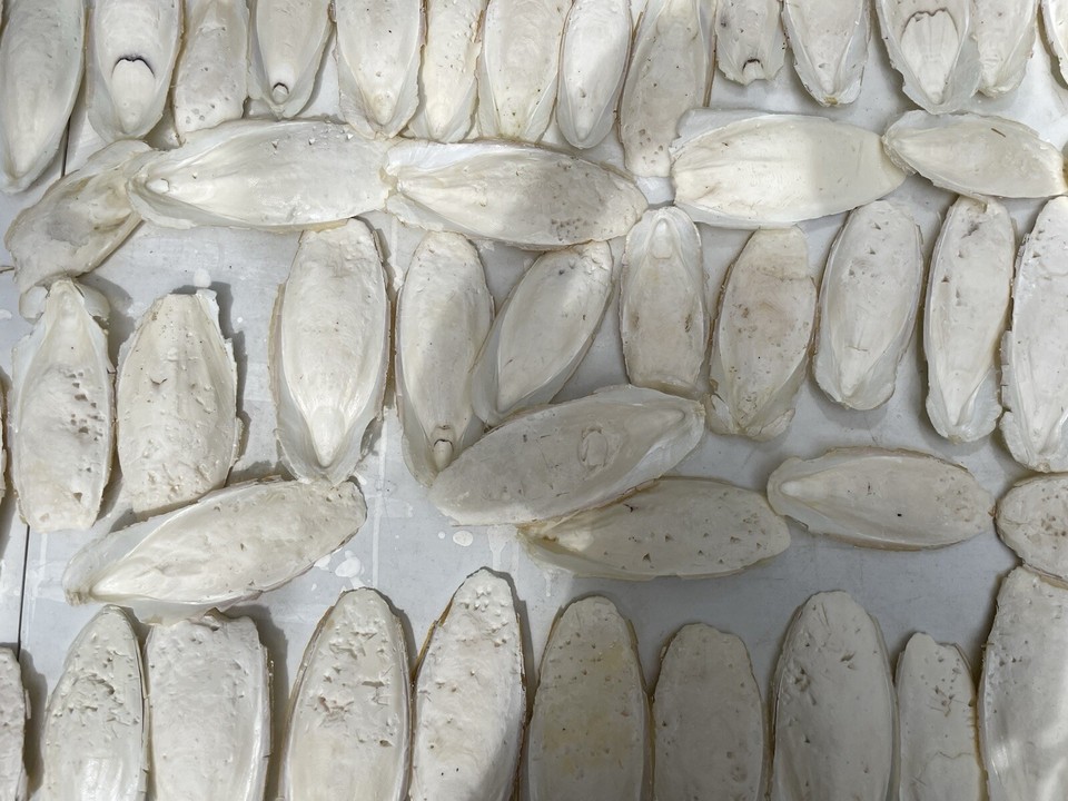 1kg Of Cuttlefish bone for birds and pets - Cleaned and boiled ...