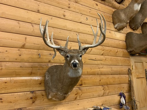 Shoulder Mount 16 Point White Tail Deer Real Antler Buck Doe Taxidermy ...