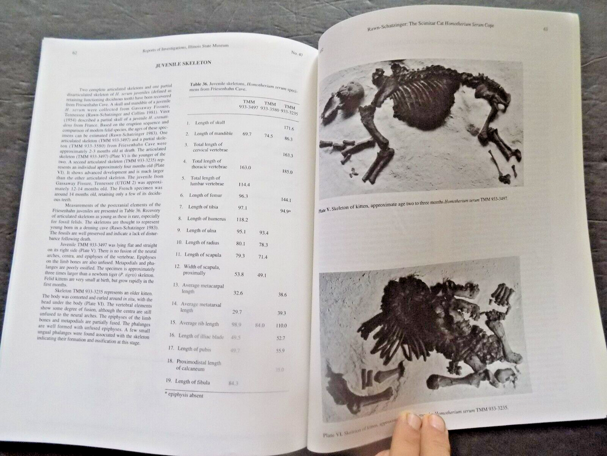 Homotherium Homotherium