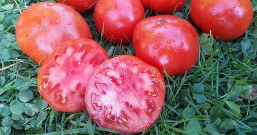 10 graines de tomate MOSKVICH rustique grande tolérante au froid seeds ...