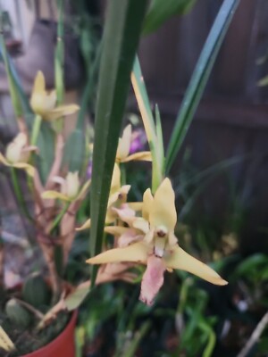 Maxillaria Tenuifolia Yamada Blooming Now Yellow Coconut Orchid 3 In ...