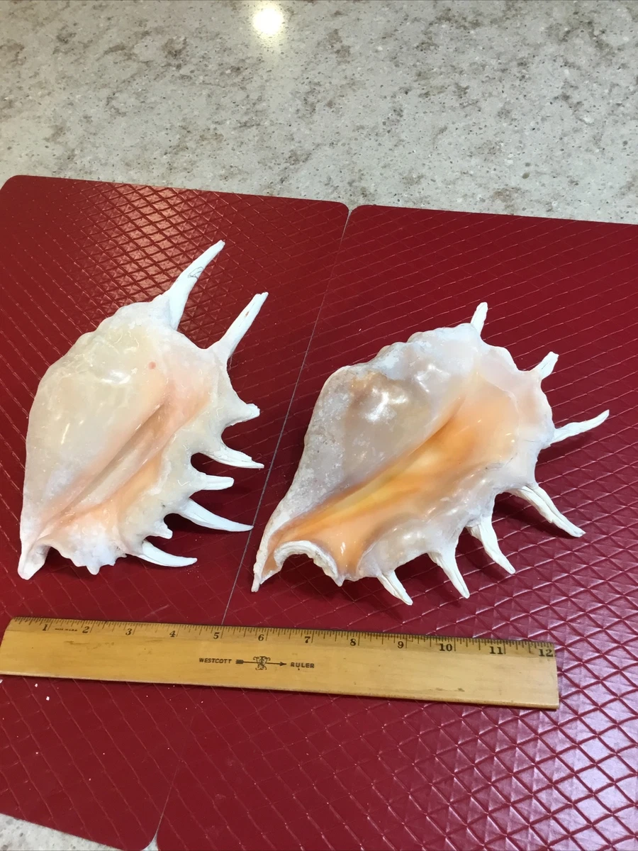 Queen Conch Shells