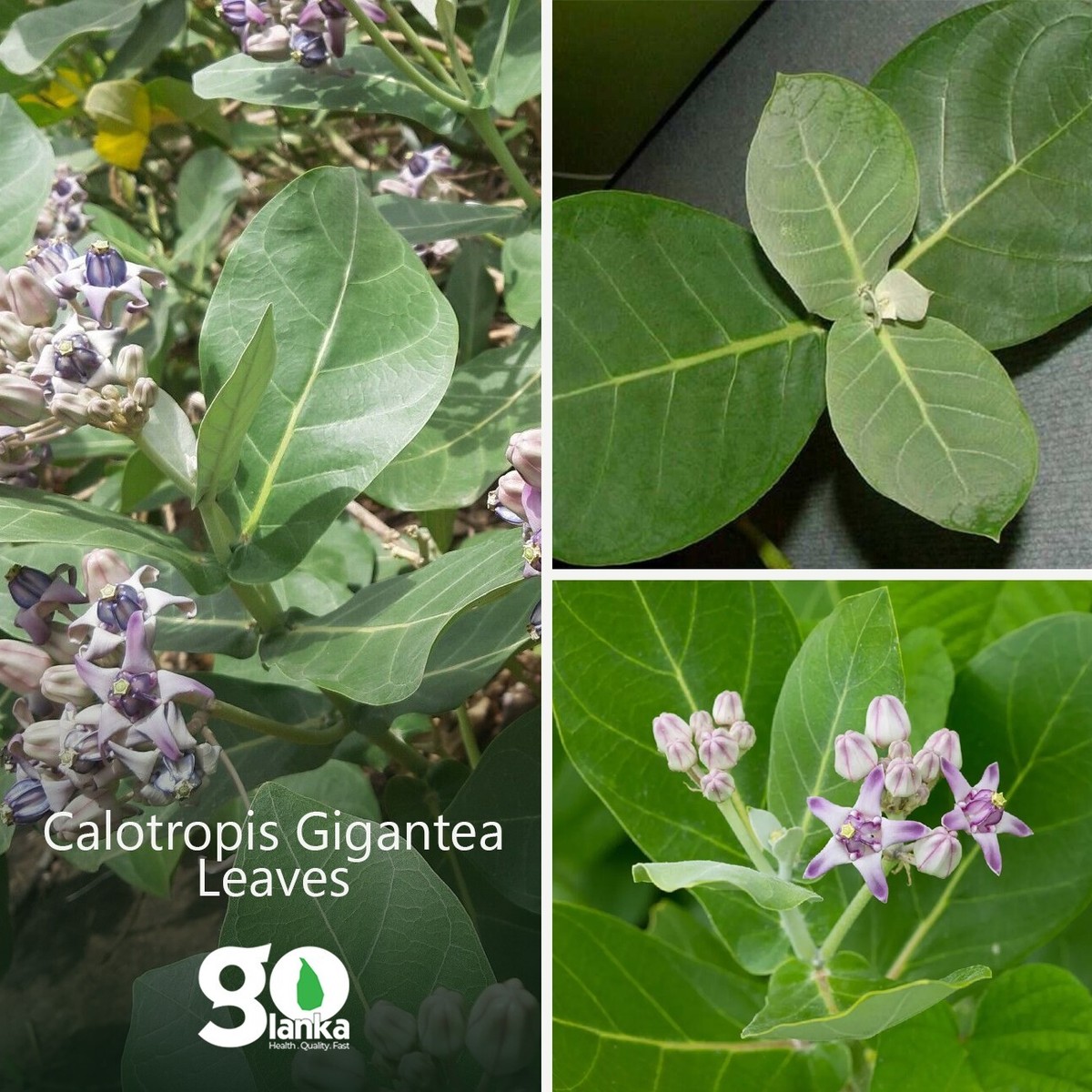 Calotropis Leaves