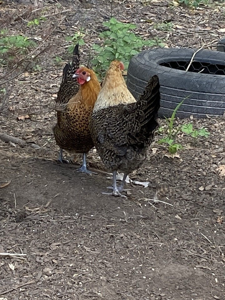 12 Gold Deathlayer Hatching Eggs | eBay