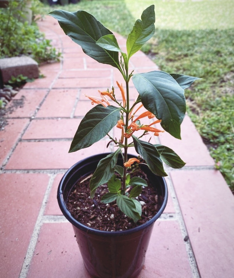 MUICLE Justicia spicigera Organic LIVE PLANT IN 4-6 in. Pot-Mexican ...