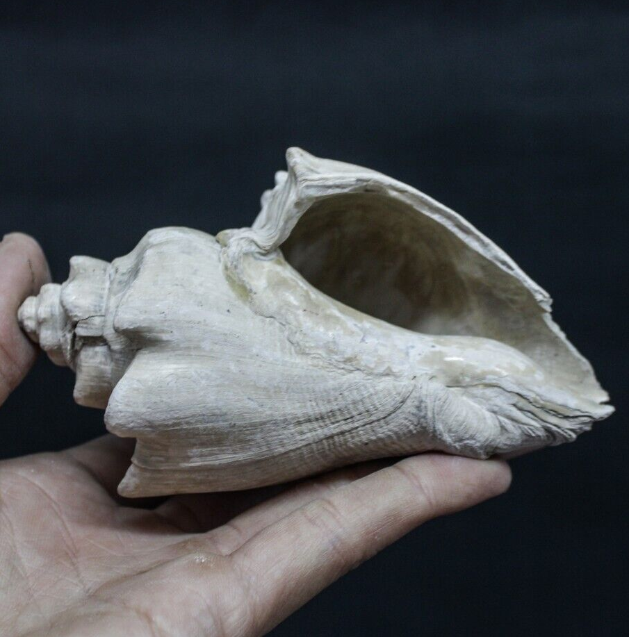 240GR Natural Rough Strombus Mollusca Sea Shell Fossil Gastropoda | eBay