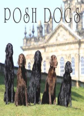 Posh Dogs By Pimpernel Press 9781910258767| eBay