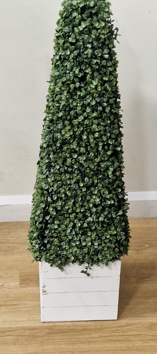 Pyramid With Boxwood Hedge Green Mountain Boxwood | 1 Live Gallon Size
