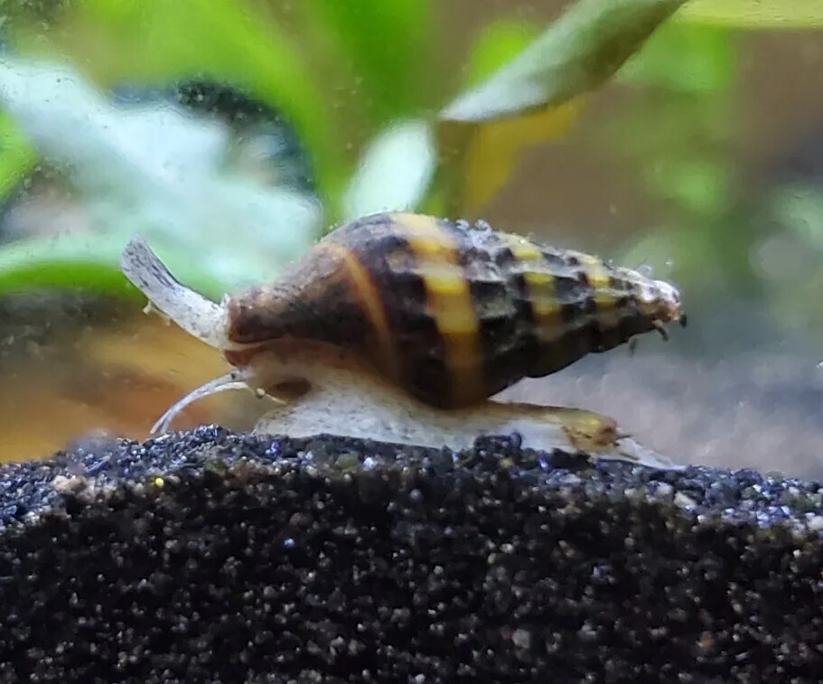 1 Live Assassin Snail (Clea Helena) Live Freshwater Snail/pest snail ...