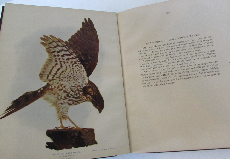 1911 Indiana Commissioner Report Fisheries And Game Book Birds ...