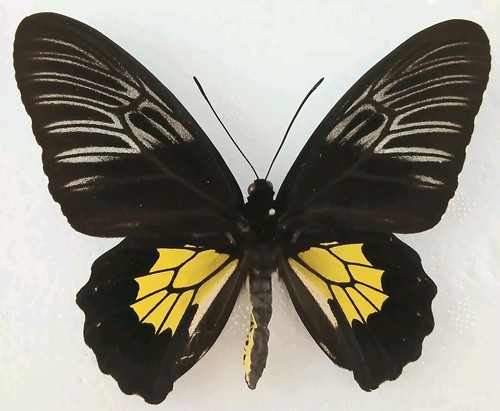 🦋 Troides Rhadamantus Butterfly A- Female Set x1 Philippines *NICE* | eBay