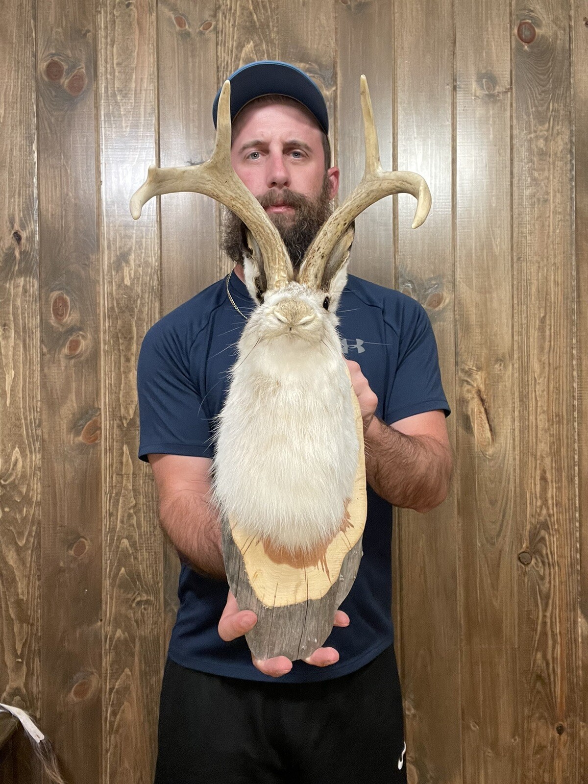 Beautiful Jackalope Mount Taxidermy Mammal Man Cave Cabin Decor Rabbit ...