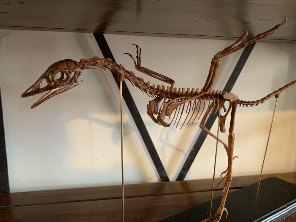 Dinosaur / replica of Archaeopteryx skeleton 60 cm black wood base | eBay