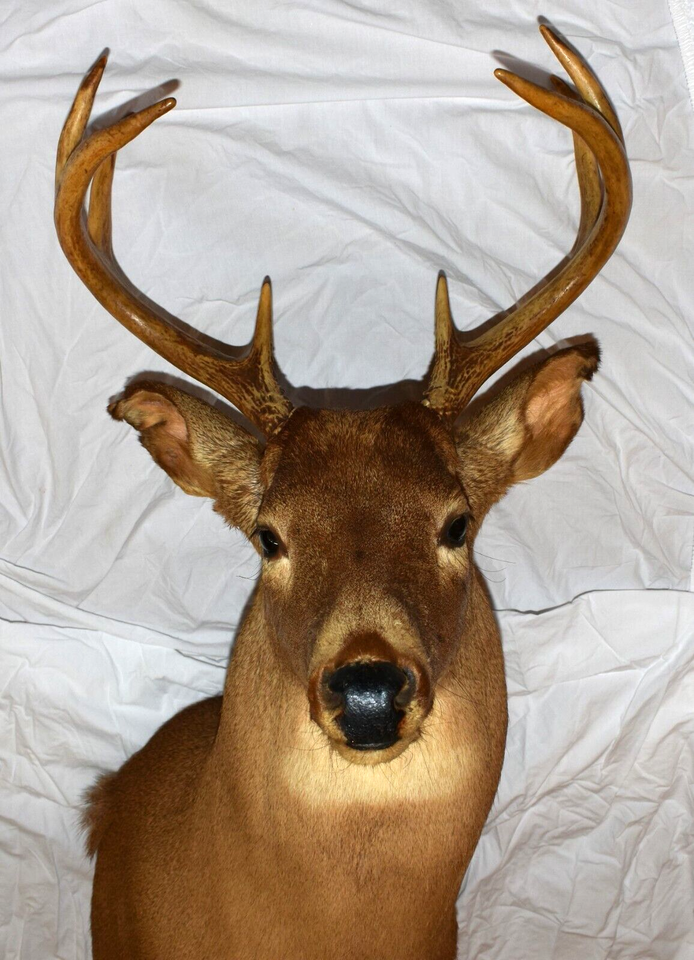 8-Point Whitetail Deer Real Wild Fighting Stag in Rut Shoulder Mount | eBay