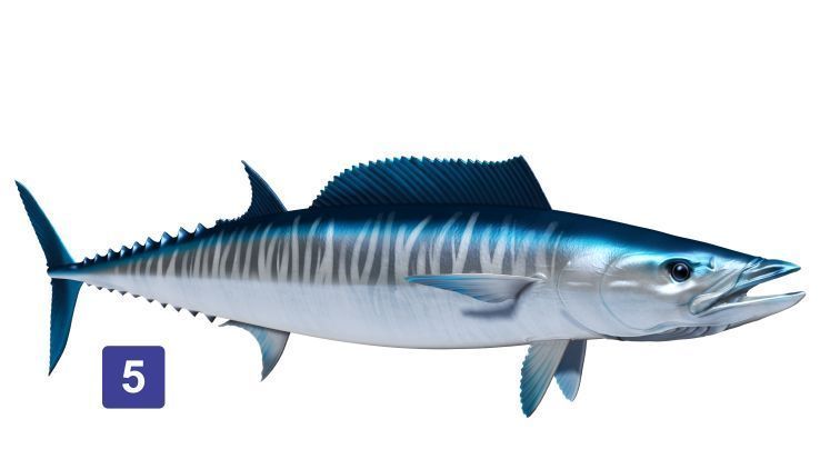 Wahoo Beautiful Vinyl Sticker Fish Decals for Boat Car Vehicle Truck ...