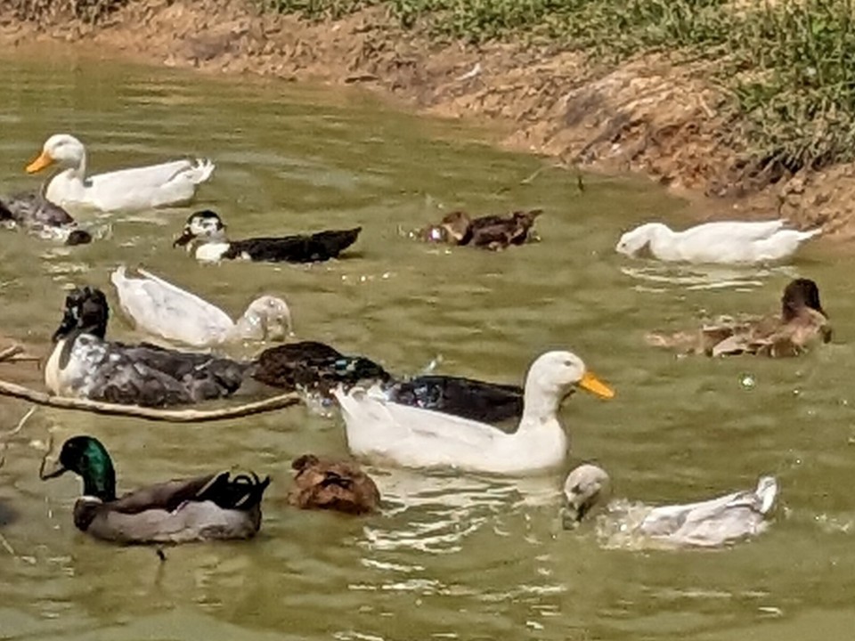 12 - Fresh And Fertilized Domestic Barnyard Mix Duck Hatching Eggs!! | eBay