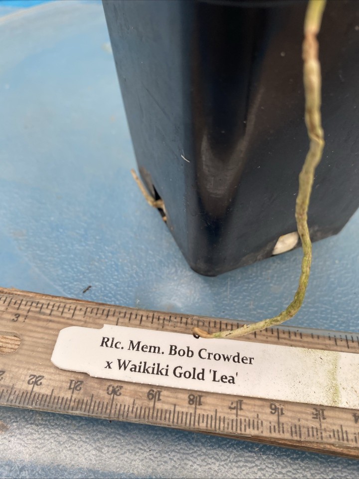 Rlc Mem. Bob Crowder ‘Orchidlady’ X Waikiki Gold ‘Lea’ Fragrant Orchid 4” Repot | eBay