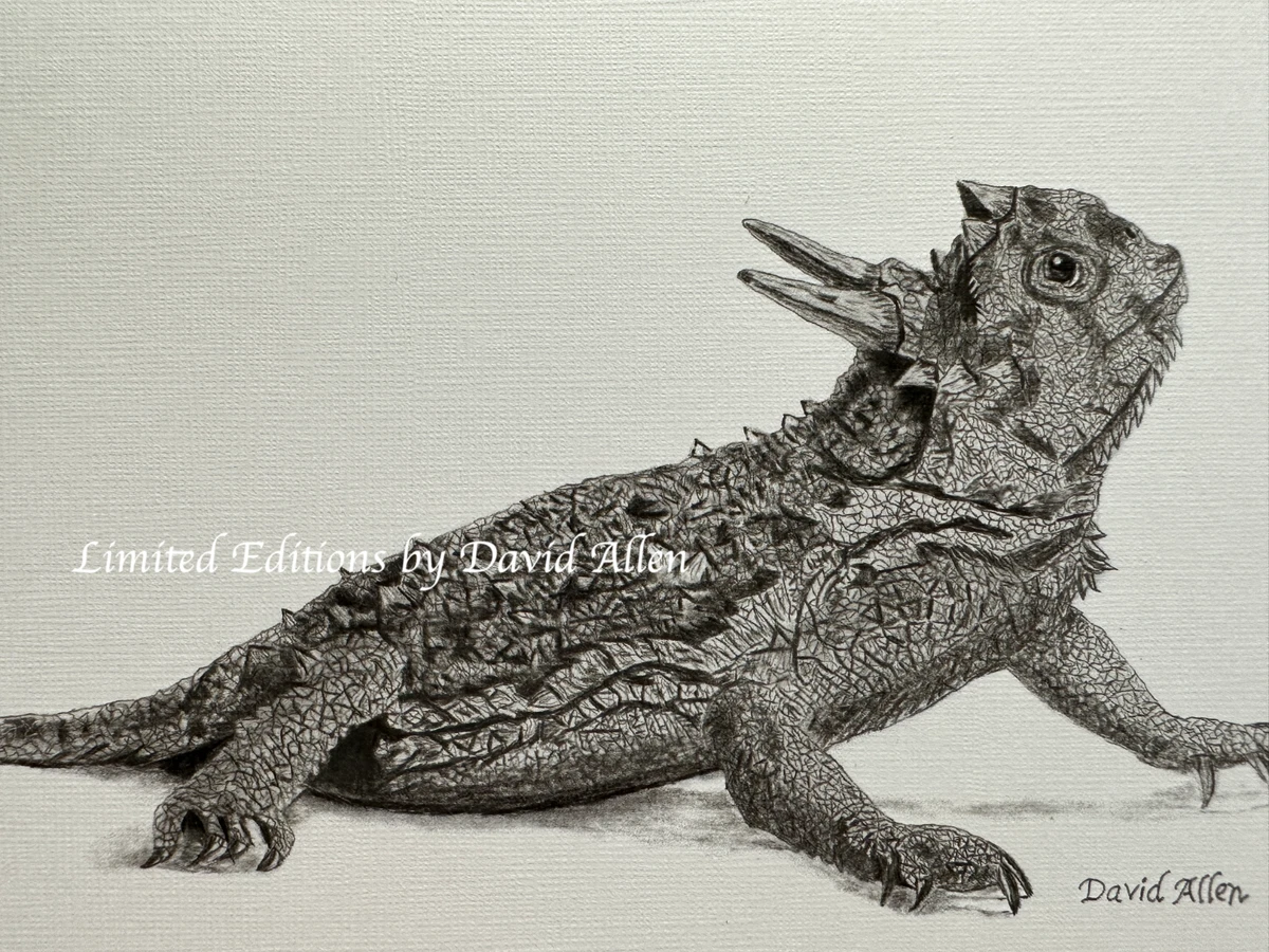Lizard Drawing Pencil