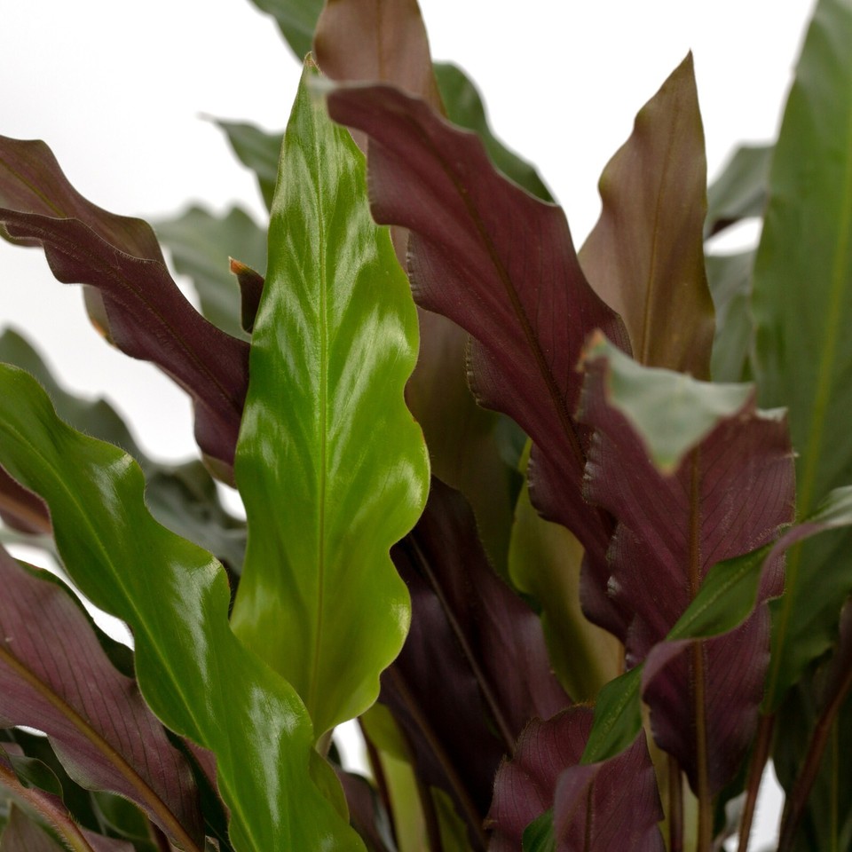 Calathea rufibarba Elgergrass in 12cm Pot - 40-50cm High inc Pot ...