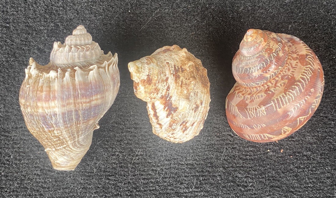 Unique Lot Of 3 Mix Seashells family Of Muricidae, Nucella lapillus ...