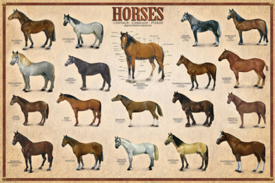 THE HORSES POSTER (19 Equine Breeds) Animal Zoology 24x36 Wall POSTER ...