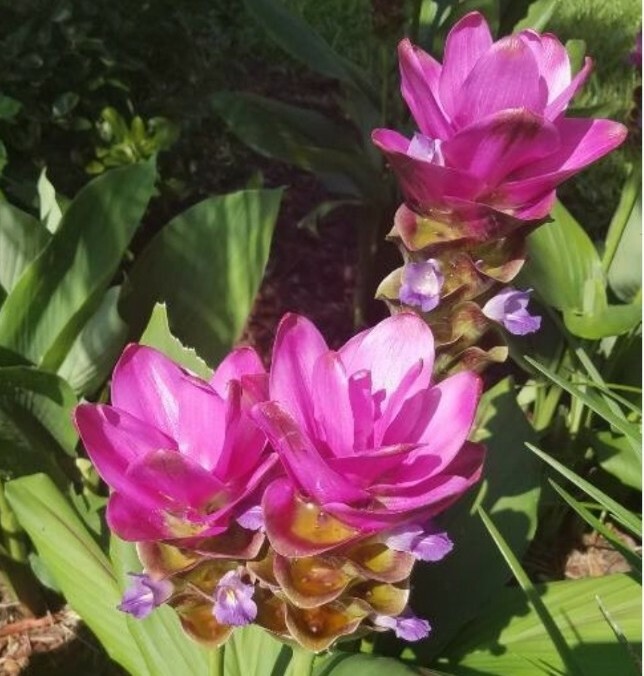 🌺🌺 Magnificent Curcuma Red flower plant root rhizomes fast grow ...