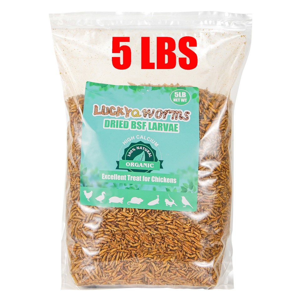 Dried Black Soldier Fly Larvae Chickens Feed Birds Treats Natural Food ...
