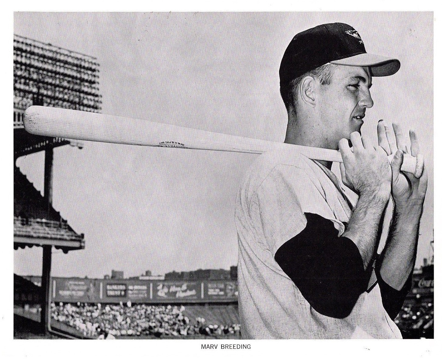 Marv Breeding "Baltimore Orioles" MLB Licensed Unsigned 8x10 Paper ...
