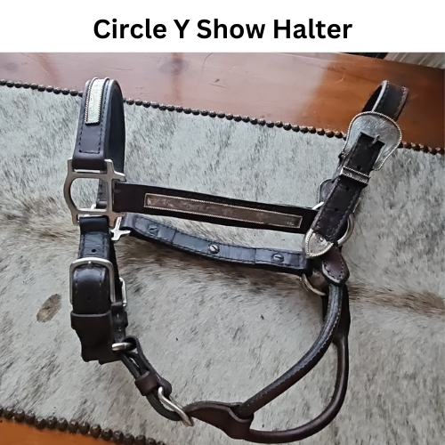 Circle Y Silver Show Halter Horse Size Dark Oil USED | eBay