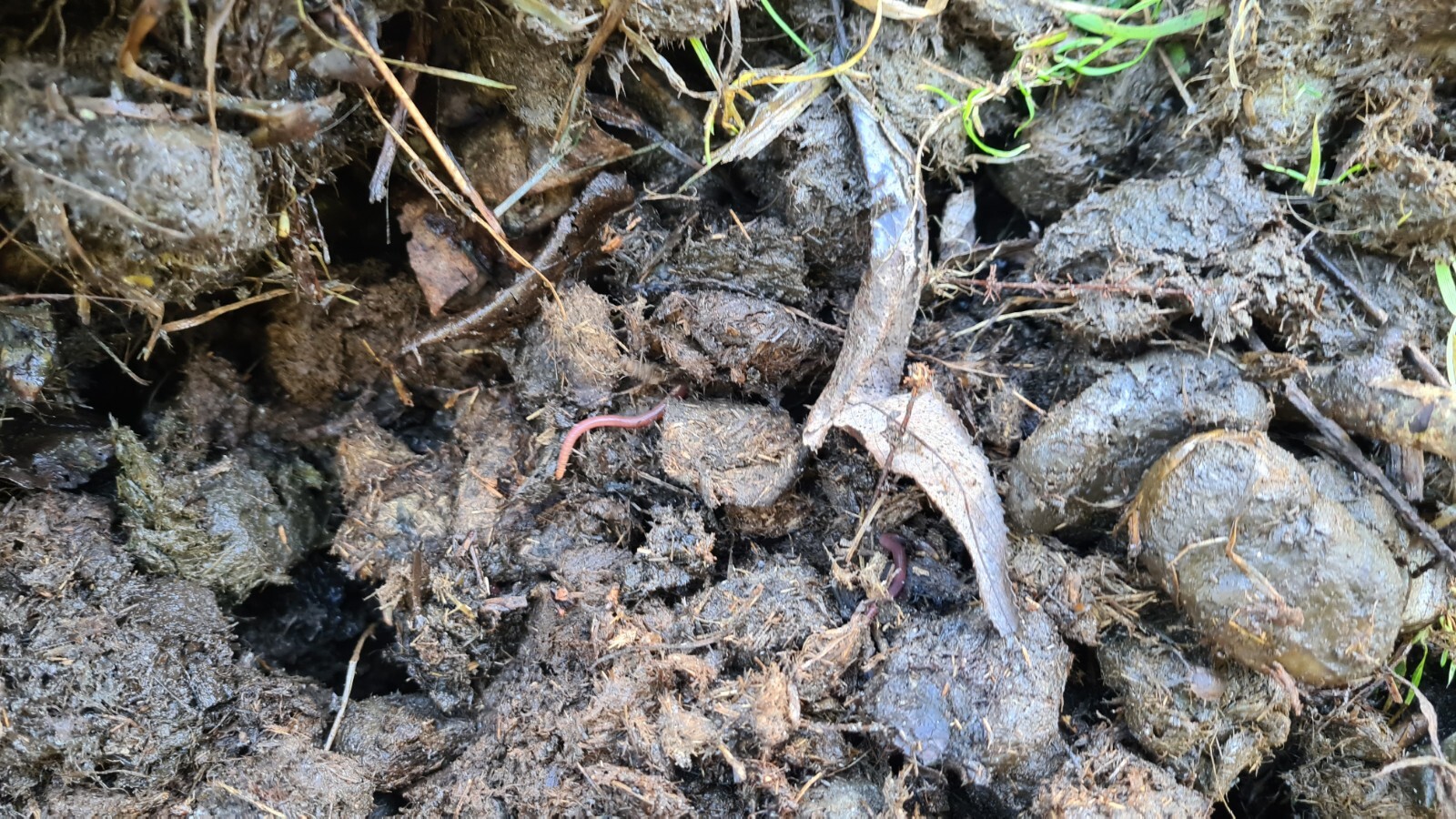 WELL ROTTED PONY MANURE ~ GREAT MULCH ~ SOIL IMPROVER MANY USES ...