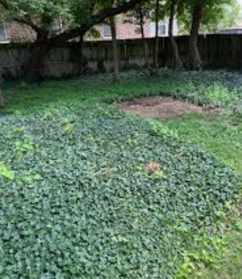 25 Live English Ivy~Ground Cover Plant Bare Root~Super Hardy ...