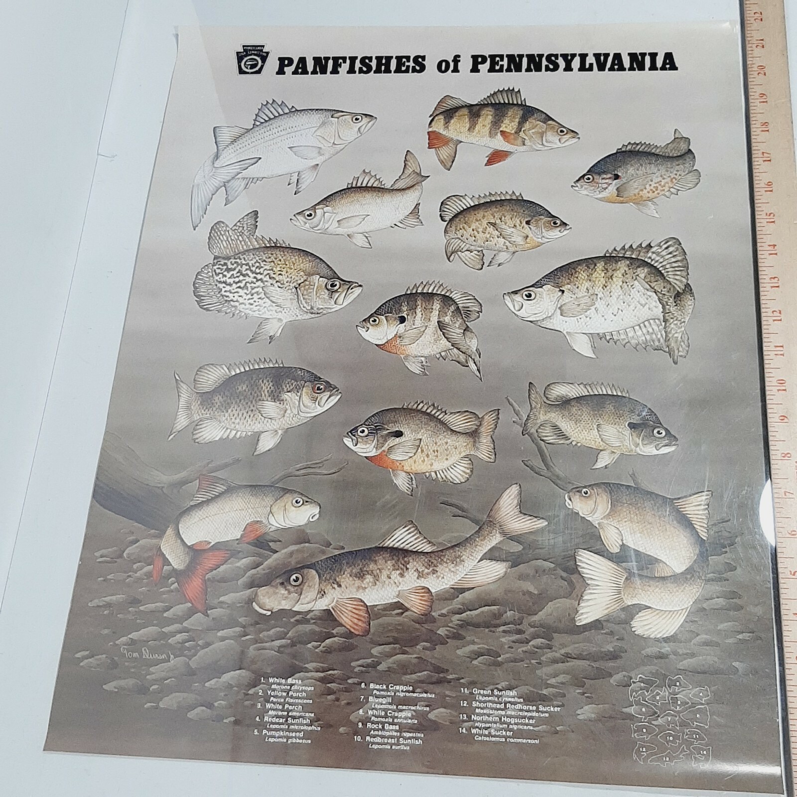 PANFISHES of Pennsylvania Poster FISH GAME Commission 17 x 22 Tom Duran ...