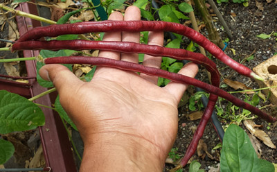 RED Snake Bean - Yardlong Bean, Borboti, Bora, Chinese Long Bean | eBay