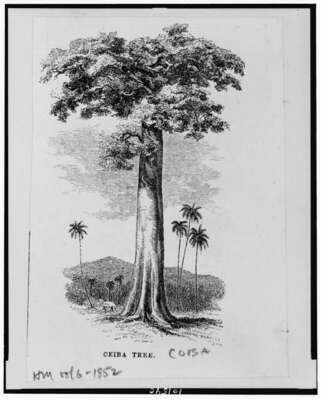 Photo:Ceiba tree,palm,leaves,drawings,wood s,Cuba,Ossing-Barriti,1852 ...