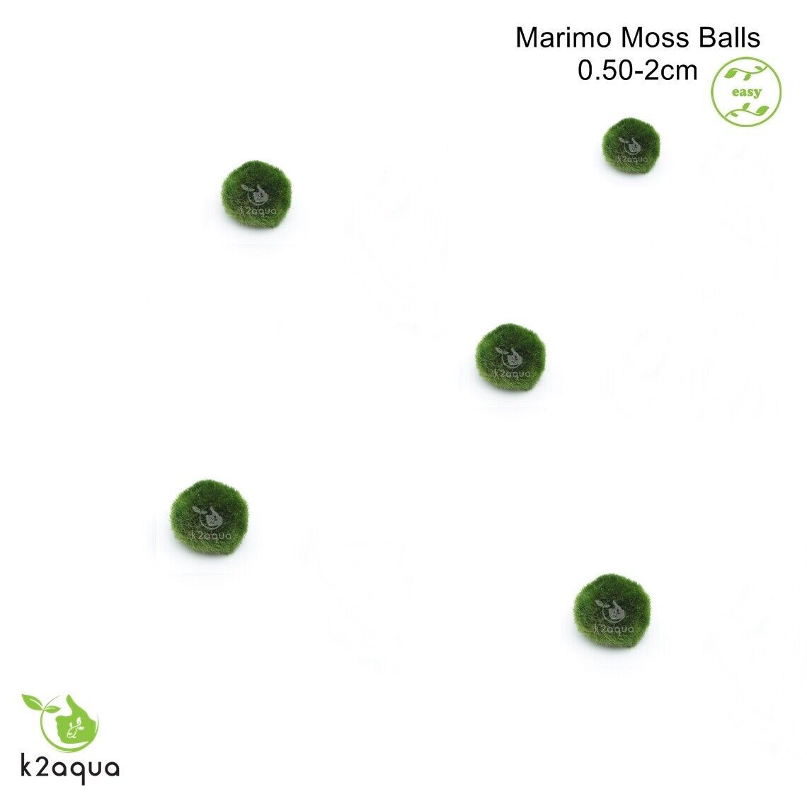 ALL sizes MARIMO MOSS BALLS Cladophora live aquarium plant fish tank ...