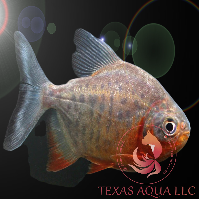 5-6" SPOT RED PACU FISH - TOP QUALITY - USA REPUTABLE SELLER - UPS ...
