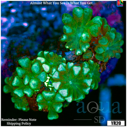 101 AquaSD Live Corals/Frags - Alveopora Frag - Aqua SD | eBay