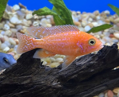 LIVE Freshwater Strawberry Peacock Cichlid Fish | eBay