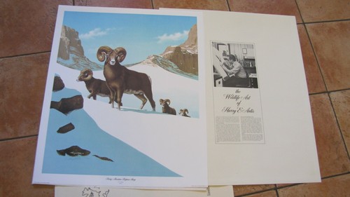 Lot/5 HARRY ANTIS PRINTS GALLERY OF N AMERICAN WILDLIFE S/N 177 BEAR ...